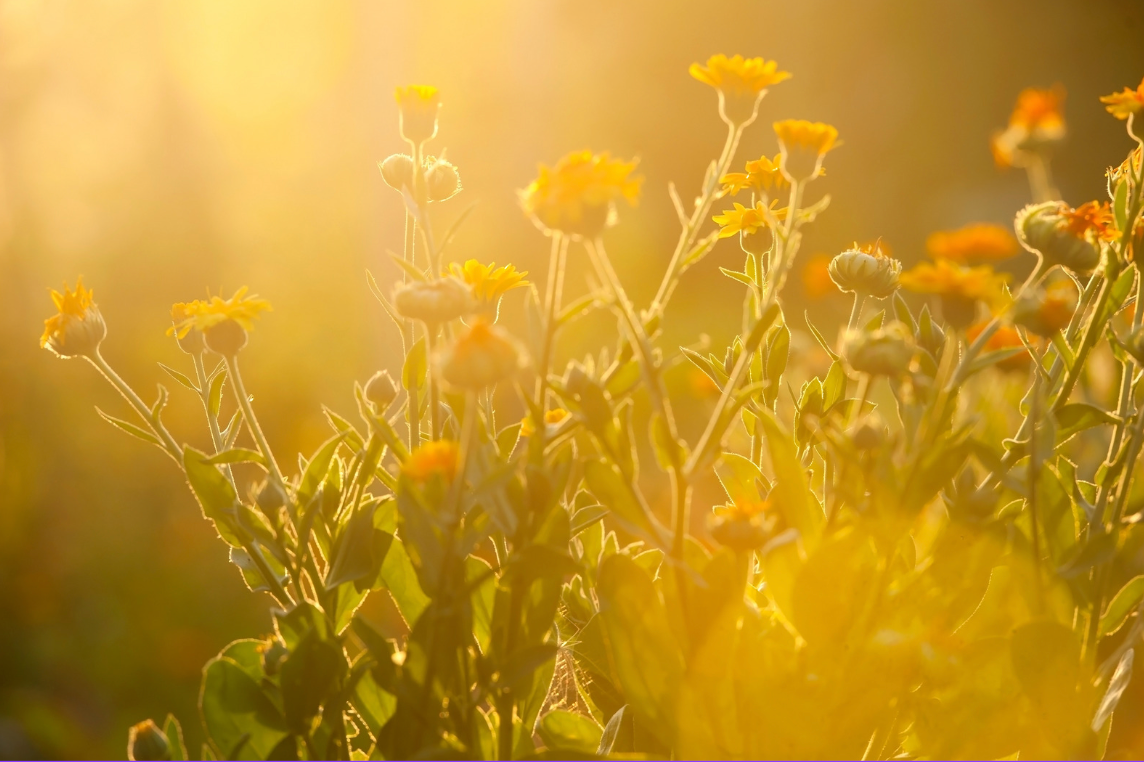 Face Masks + Treatments – NAHLA, LLC.