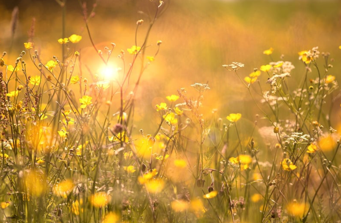 Face Oils – NAHLA, LLC.